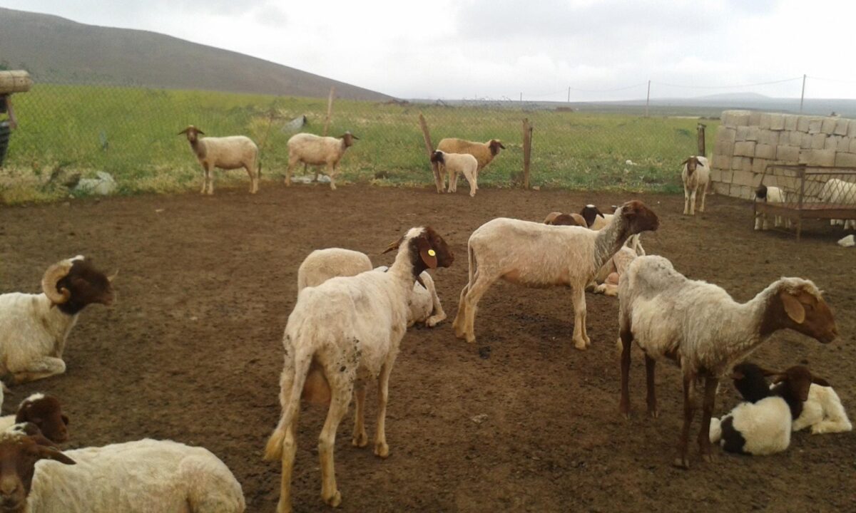 Sardi and beldi, the two breeds of sheep for Eid